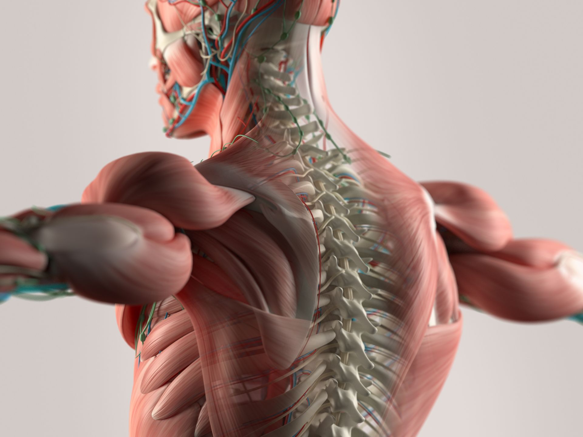 Full Musculoskeletal System Diagnostic Testing Stolyhealth Full Musculoskeletal System Diagnostic Testing Stolyhealth